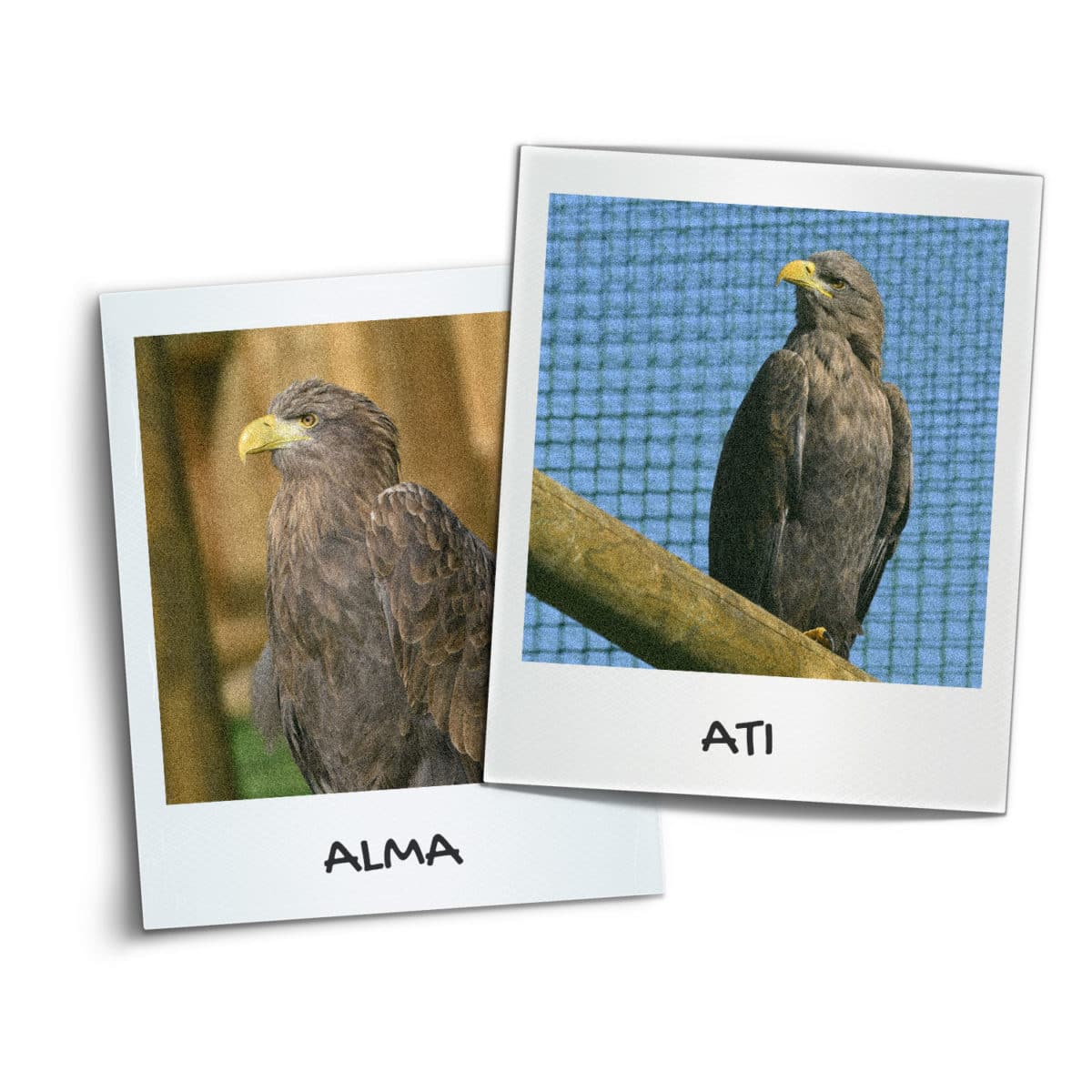 #5 : Alma et Ati, le couple du grand froid - Les Aigles du Léman