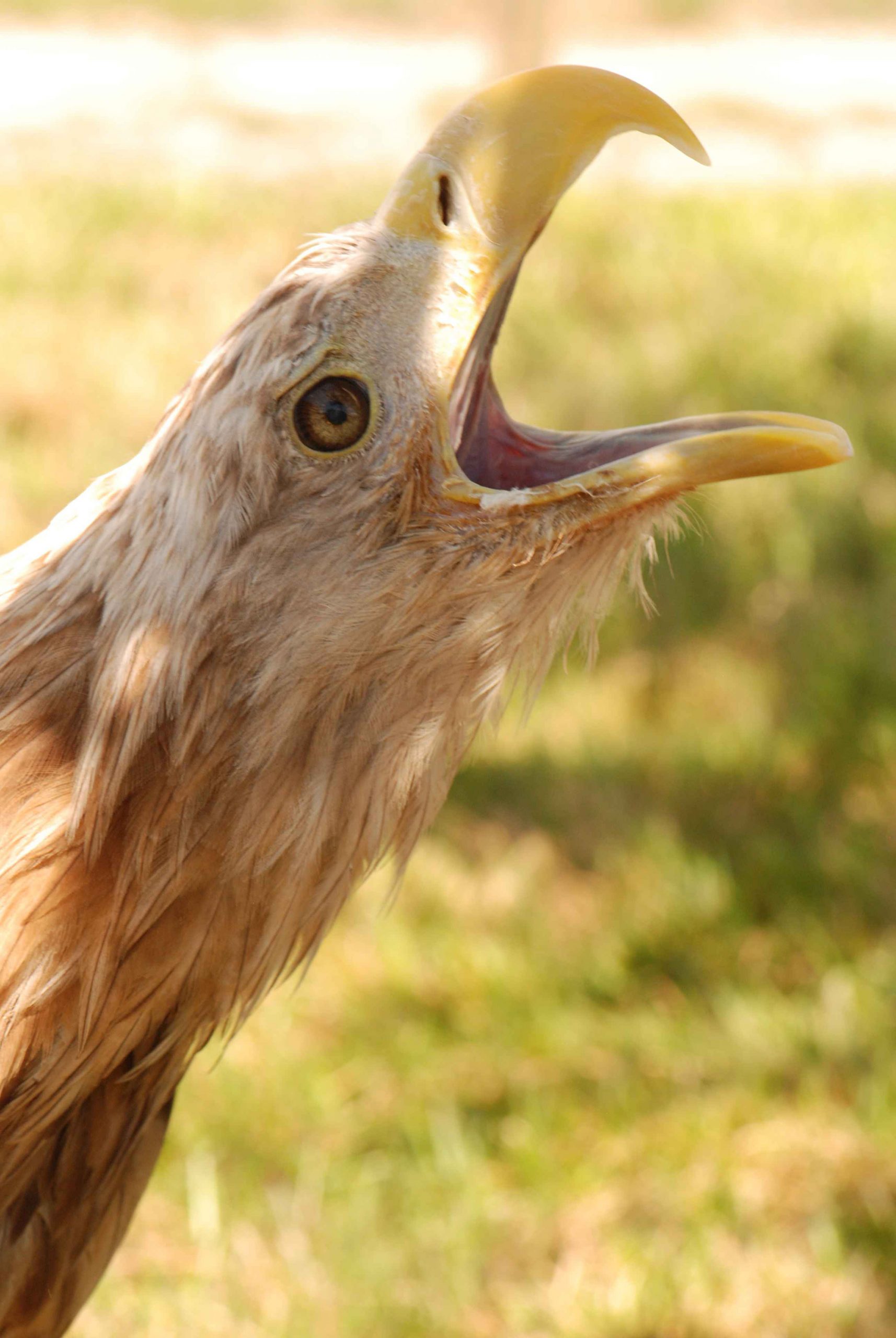 Présentation du Pygargue - Les Aigles du Léman